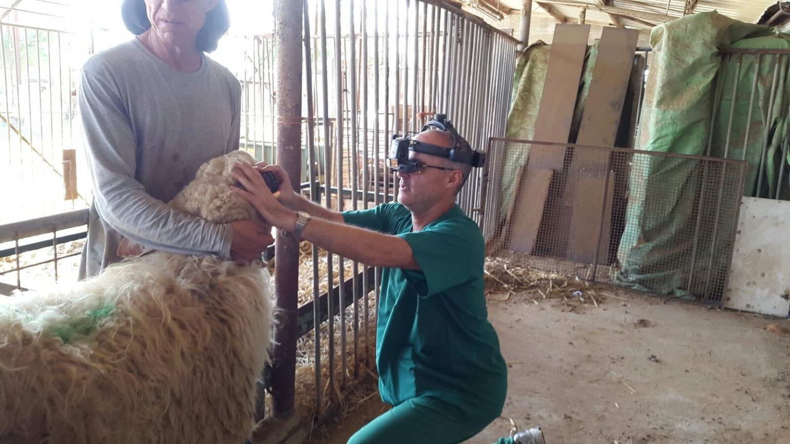 Counting (on) Sheep: Gene therapy research on visually impaired sheep ...