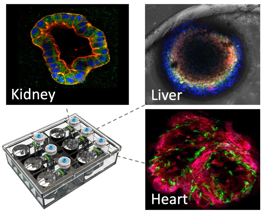 Can Bionic Chips Replace Animal Testing?