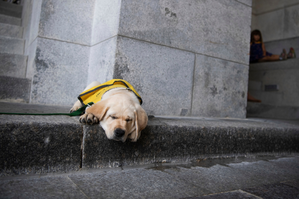 Animal testing is cruel and often unnecessary. But the FDA forces ...