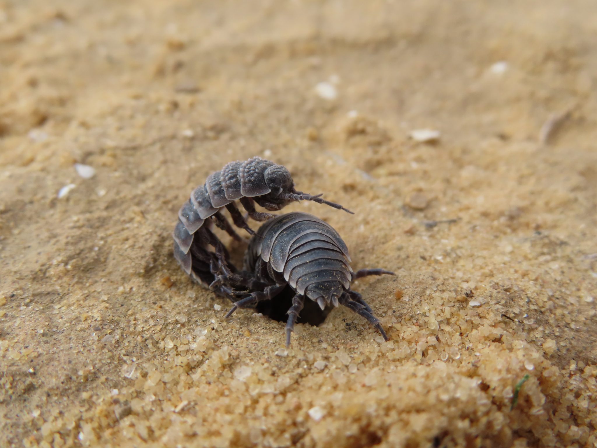 How Woodlice Mate with Predators Nearby
