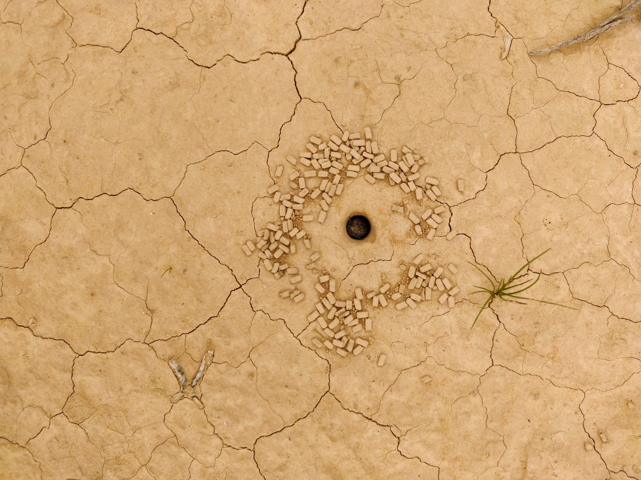 How Woodlice Mate with Predators Nearby