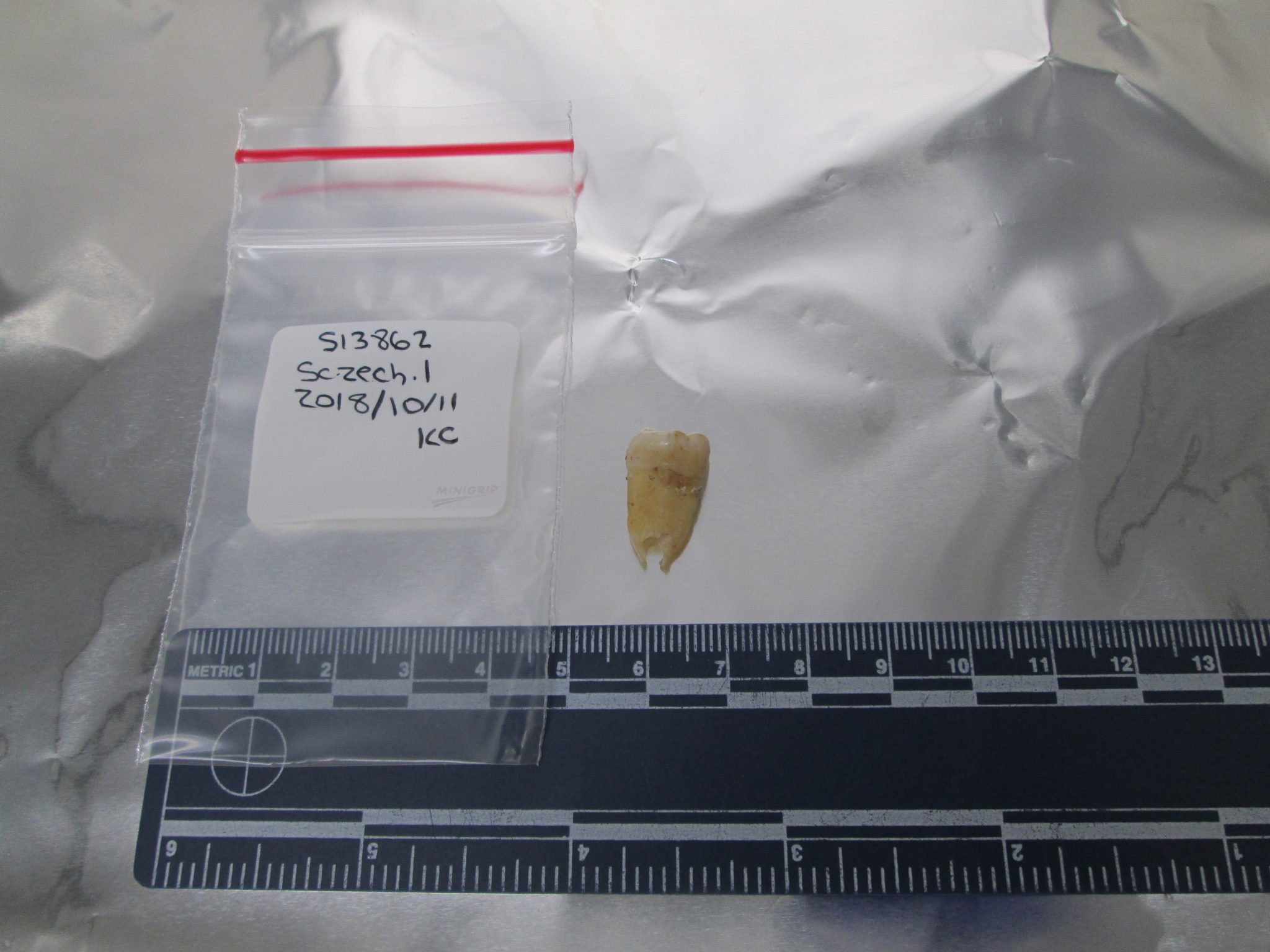 Medieval Remains Reveal Ashkenazi Jews Have Become More Genetically ...