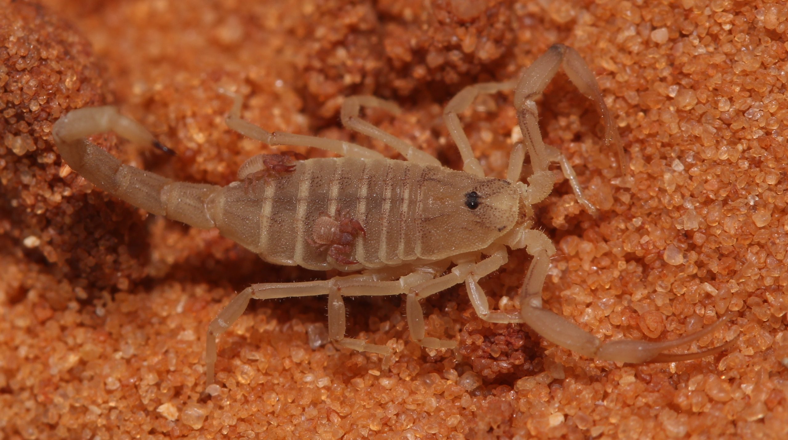 First-Ever Observation of a Pseudoscorpion “Riding” on a Scorpion