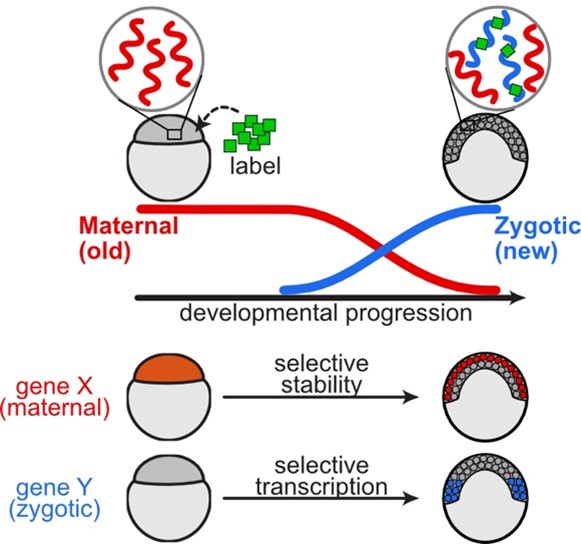 mRNA's Role in Embryo Formation Revealed in New Hebrew University Study